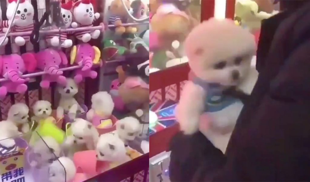 Claw Machine With Live Puppies Causing Outrage Online