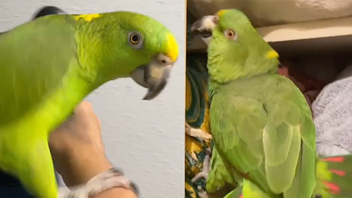This Spanish Speaking Bird From TikTok Is The Boost Of Serotonin We All ...